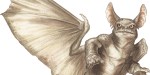 The Best Artificer Infusions in D&D 5e – Artificial Twenty